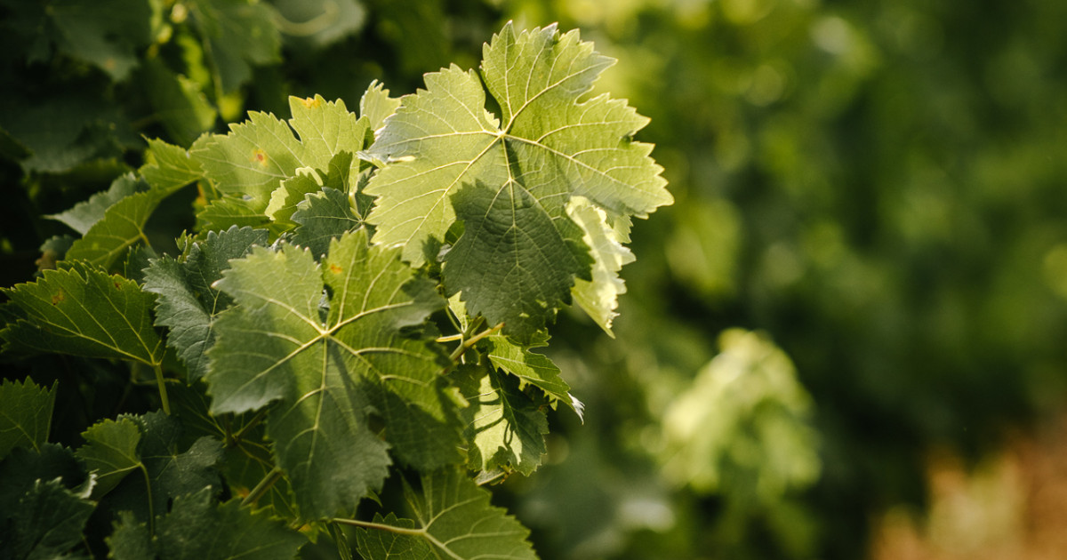 Azur Wine Tours - Discover ther Côtes de Provence Wines